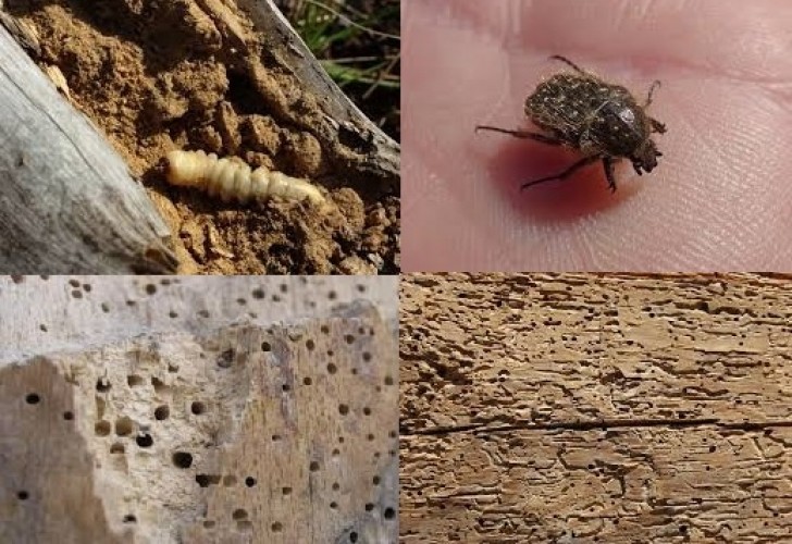 Corcón, corcar y corcarse - Valle de Elda