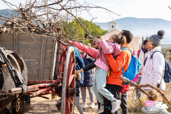 La leña para la hoguera de San Antón ya está recogida - Valle de Elda