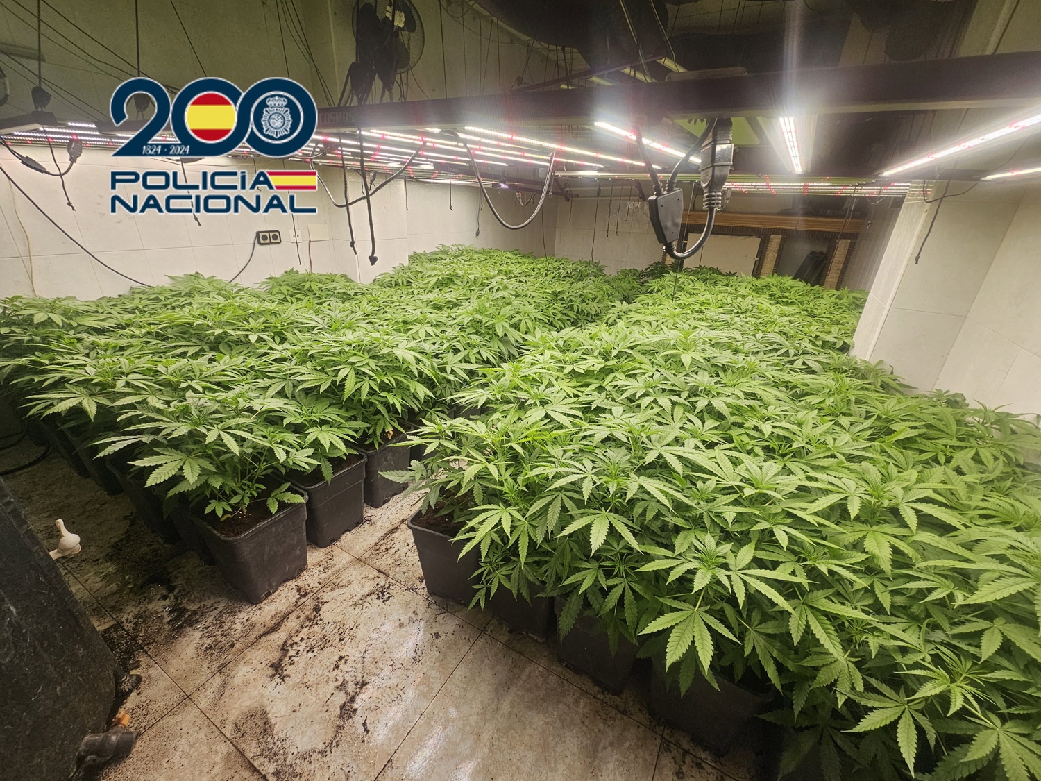 La Policía Nacional desarticula un entramado con cultivos de marihuana en varias localidades ...